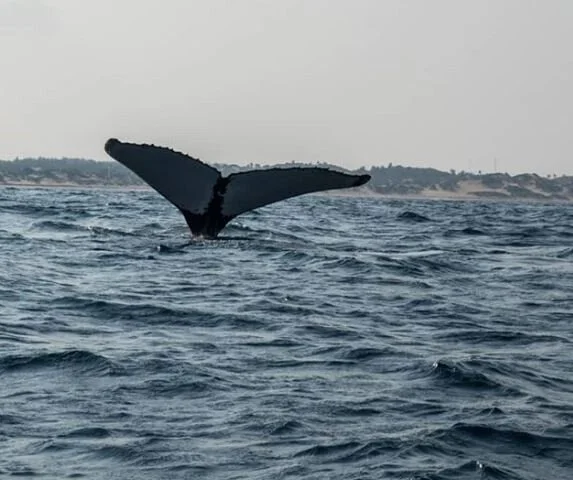 Meet Mel: Reef-World's Communications Manager — The Reef-World Foundation