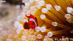 Blog: 6 reasons to care about coral reefs — The Reef-World Foundation