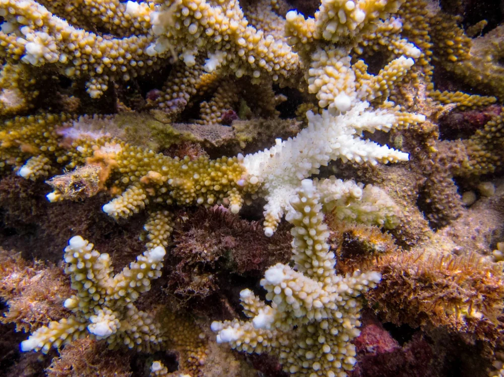 The science of what plastics do to our coral reefs — The Reef-World ...