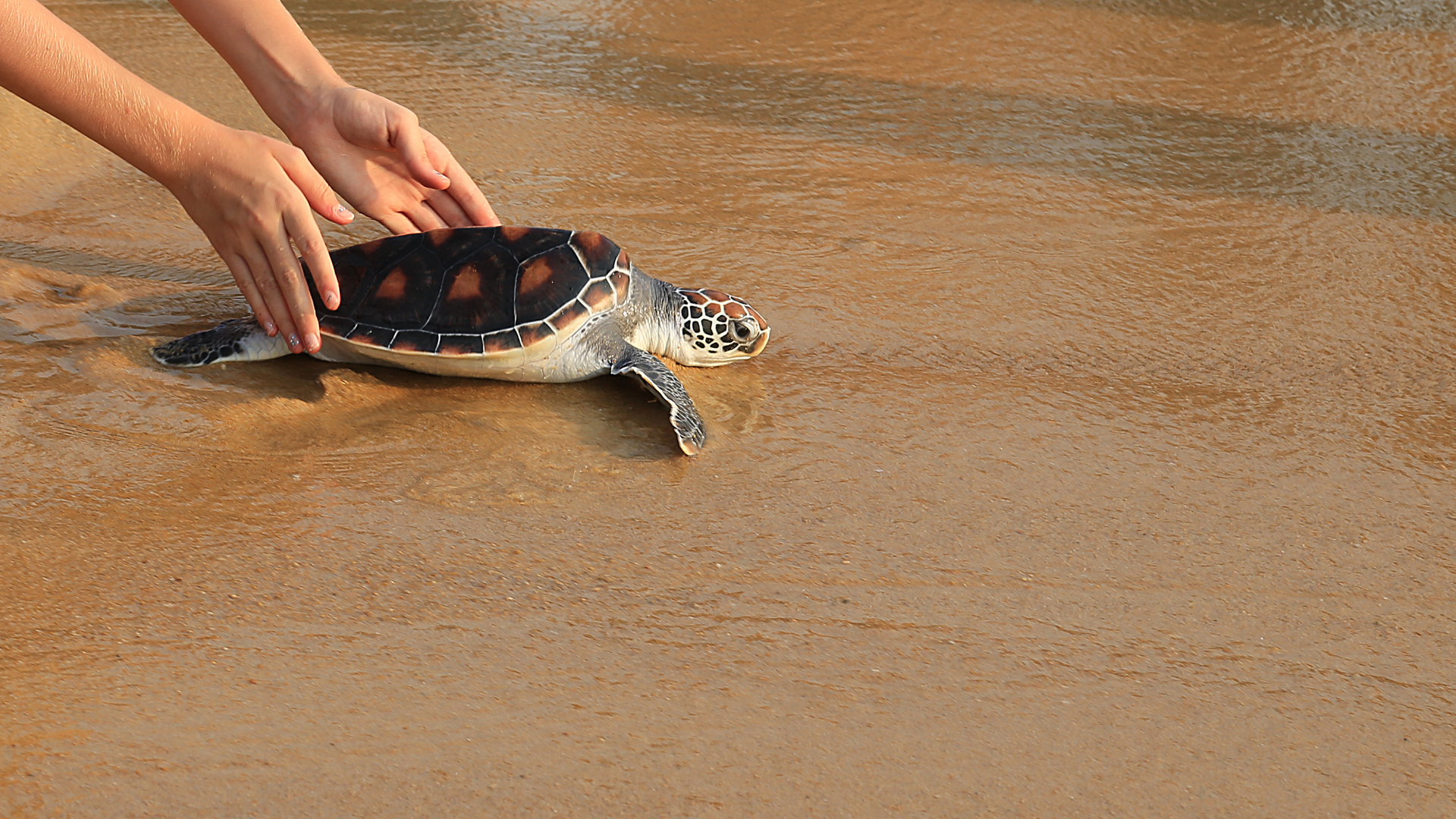 Guest Blog: Ways to Get Involved in Marine Conversation — The Reef ...