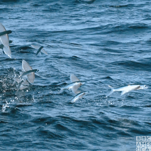 Our favourite collective nouns in the marine world — The Reef-World ...