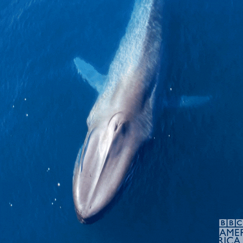 Bowhead Whale Tongue