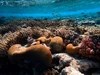What would happen if there were no coral reefs? — The Reef-World Foundation