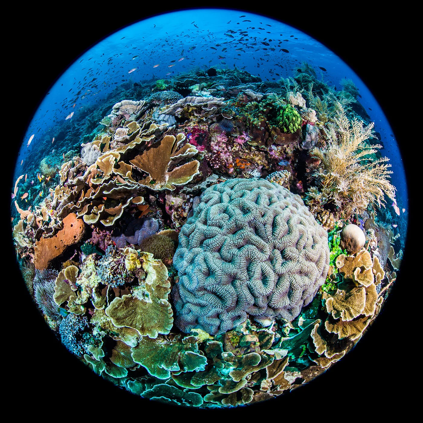 What would happen if there were no coral reefs? — The Reef-World Foundation