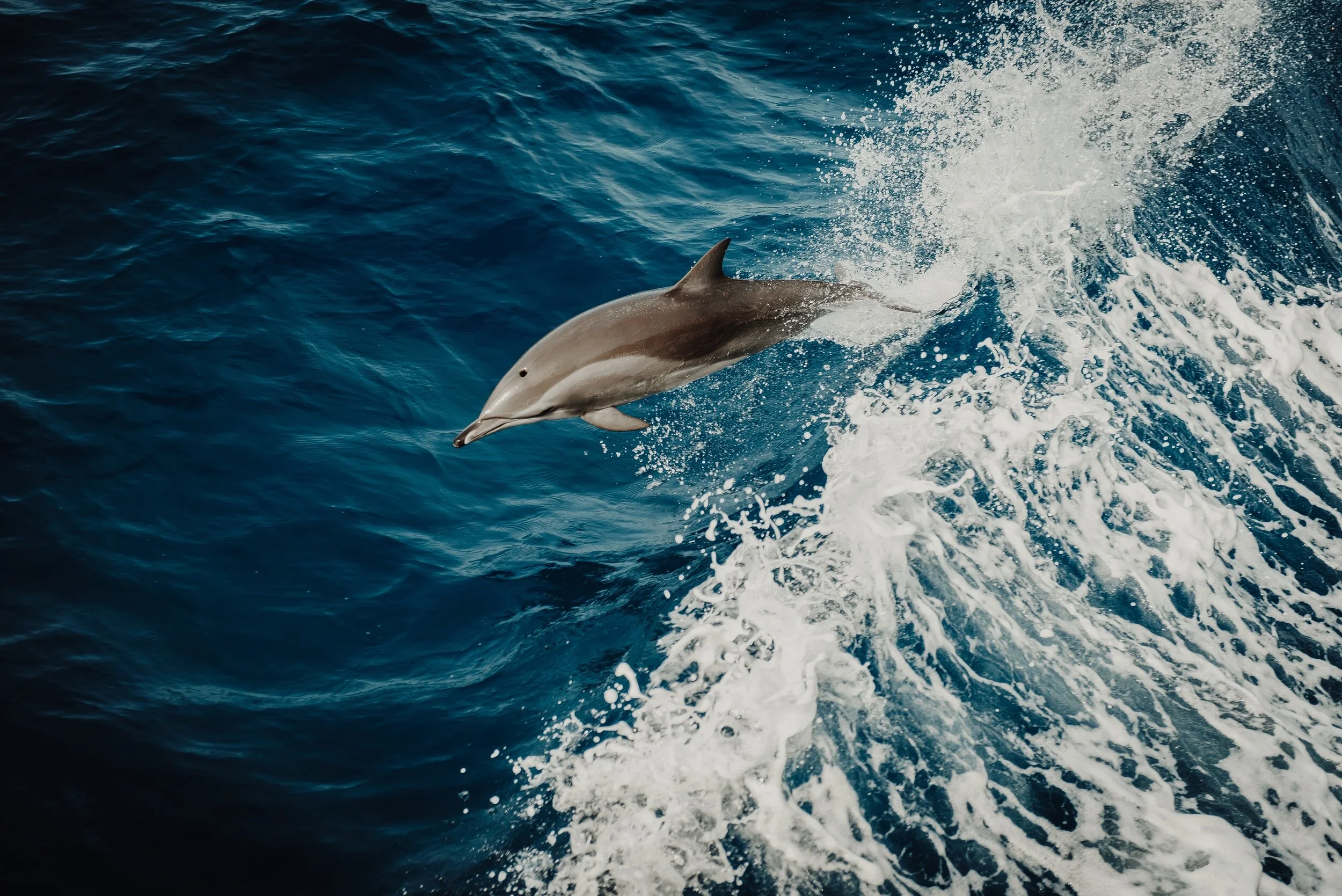 10 fin-tastic facts about dolphins — The Reef-World Foundation