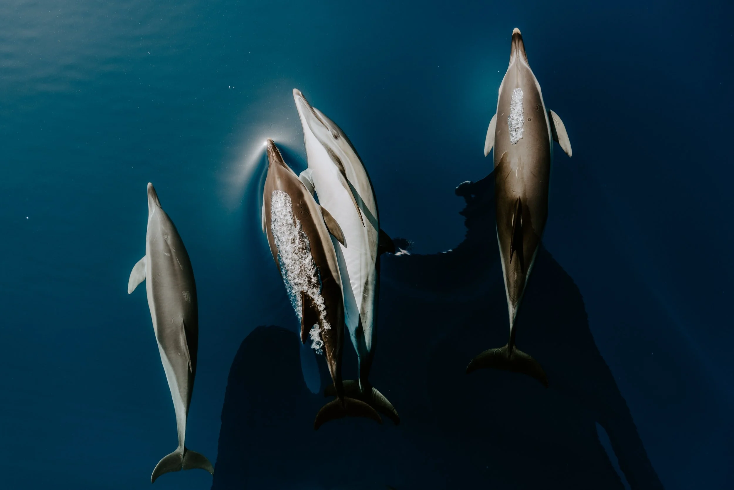 10 fin-tastic facts about dolphins — The Reef-World Foundation