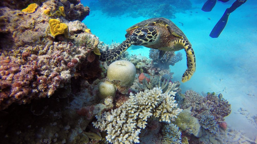 8 Amazing Coral Triangle Facts (and why we should protect it) — The ...