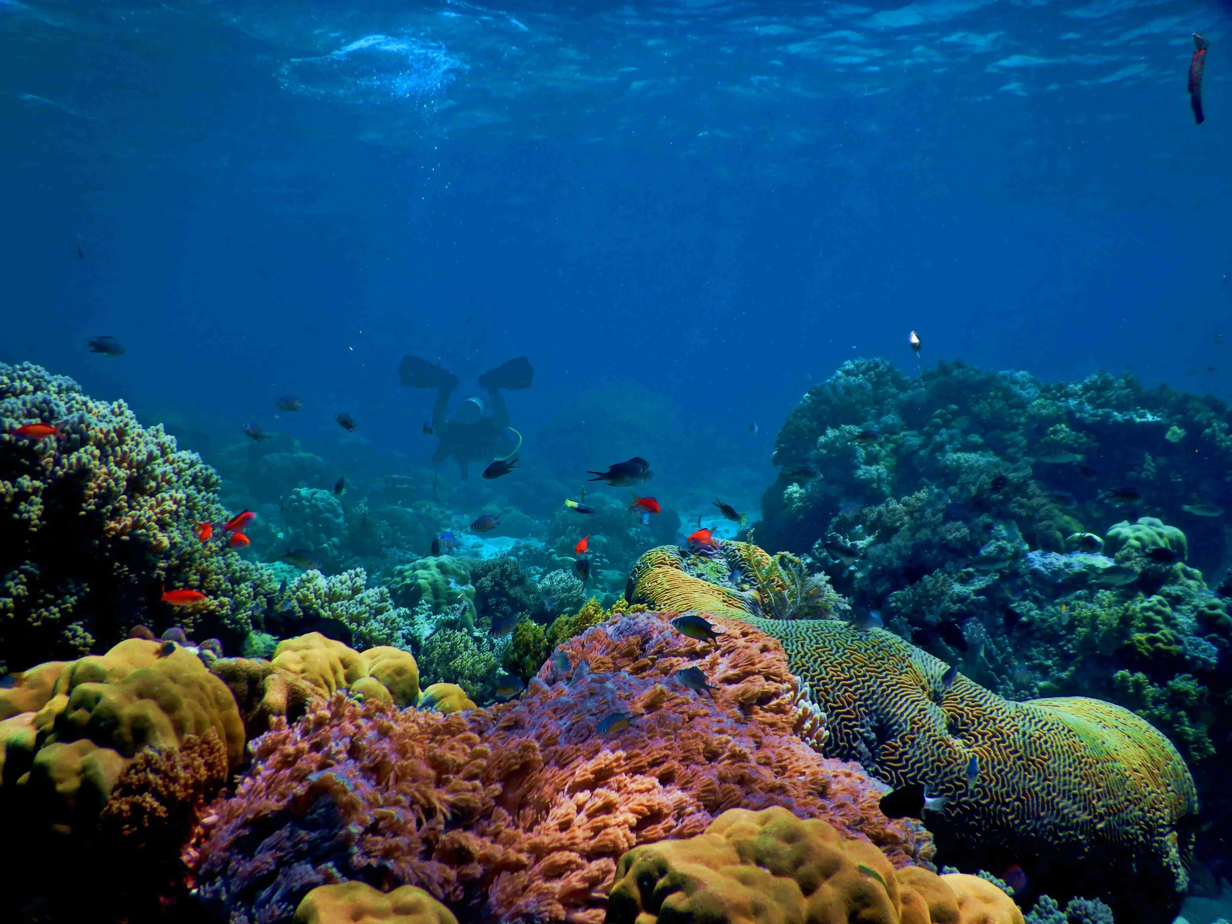 8 Amazing Coral Triangle Facts (and why we should protect it) — The ...