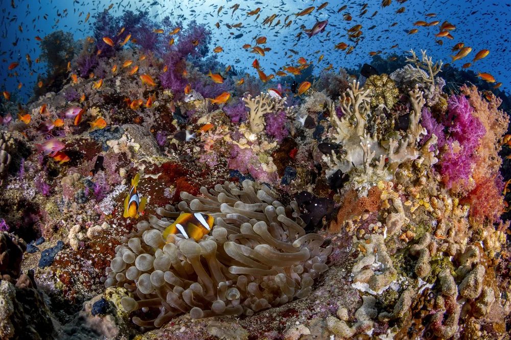 Well, that’s a 2022 wrap! — The Reef-World Foundation