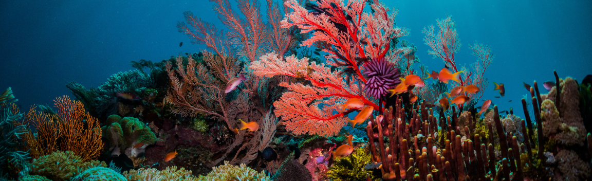 The Reef-World Foundation