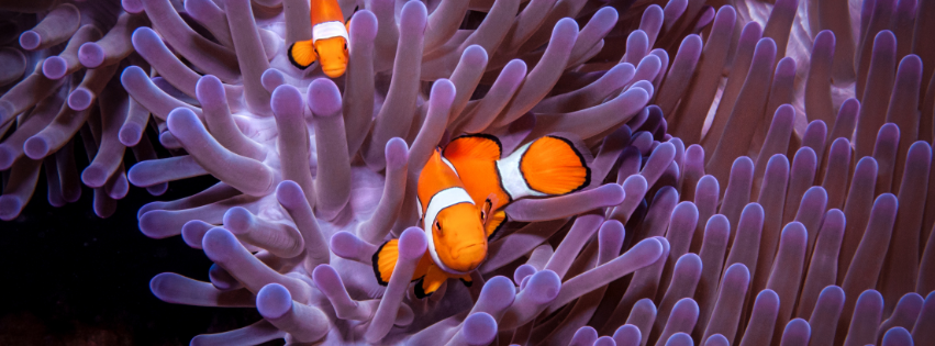 The Reef-World Foundation