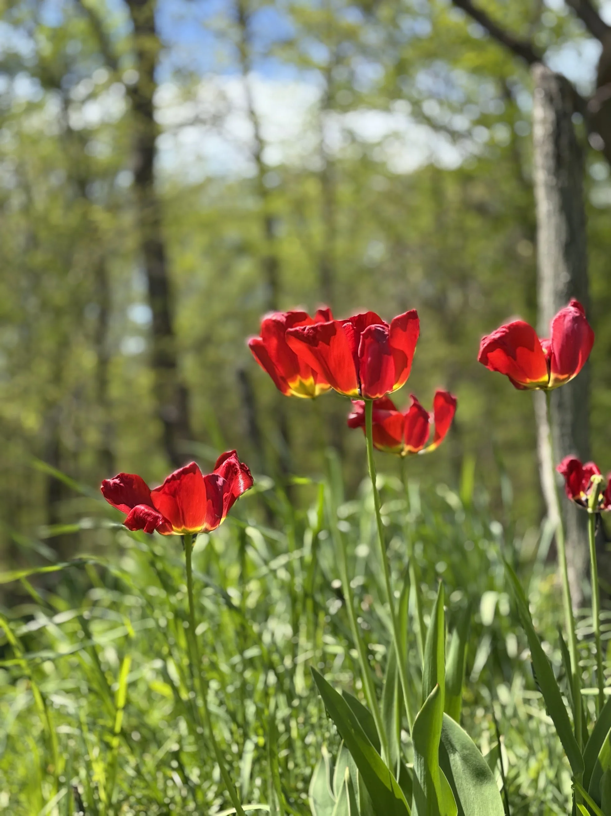 Dunes Learning Center | Listening with Your Heart
