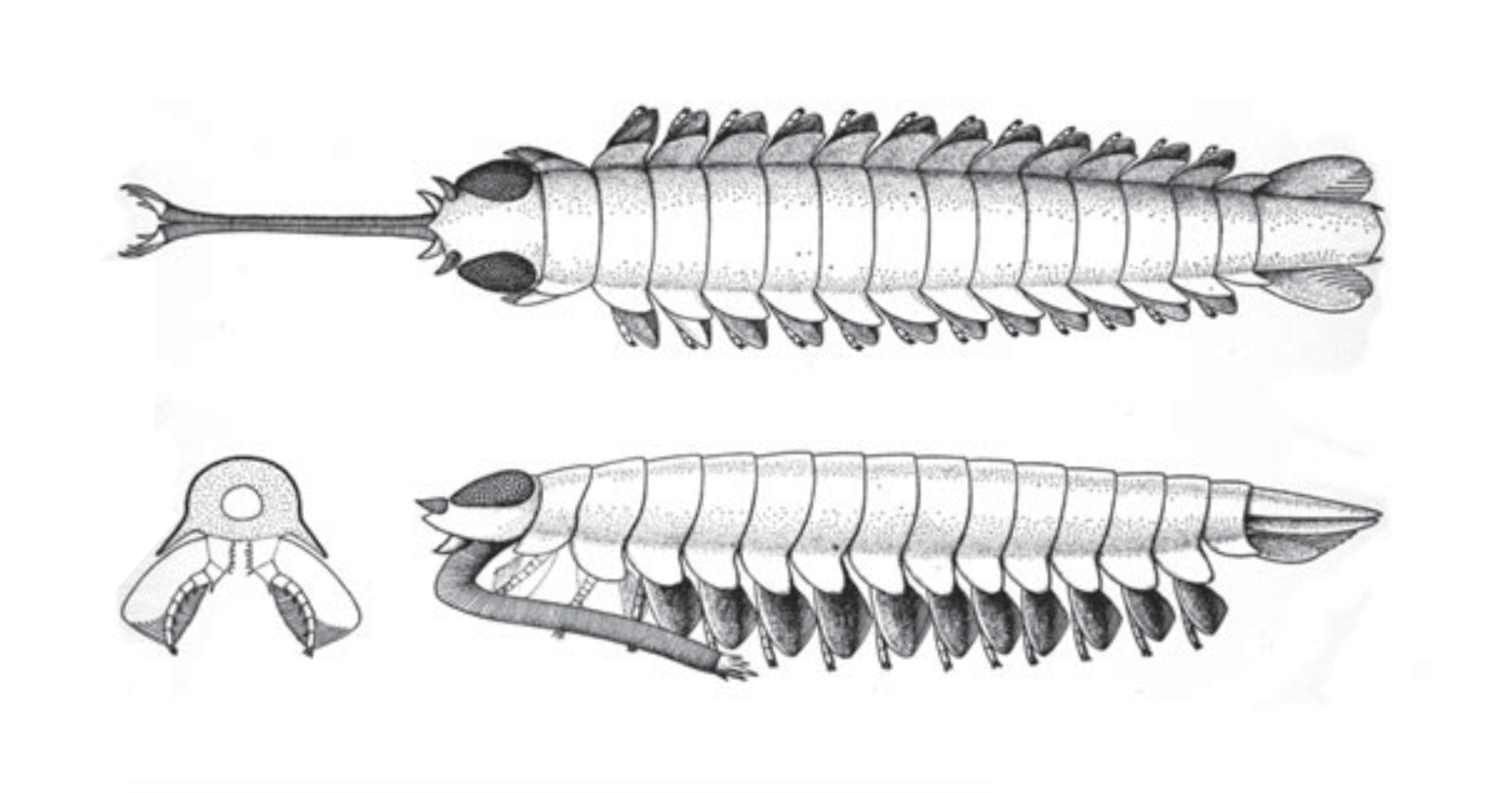 Ode to Opabinia, or Why You Don't Hear as Much About Problematic ...