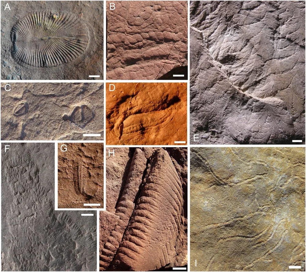 Ediacaran Enigma: Uncertainty and Underdetermination in Precambrian ...