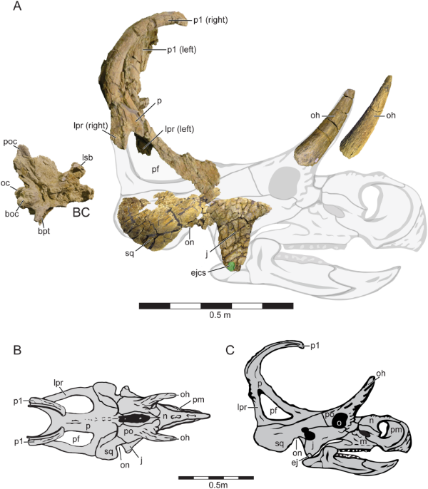 A Crush of Ceratopsids — Extinct