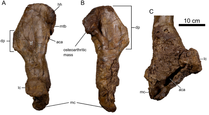 A Crush of Ceratopsids — Extinct