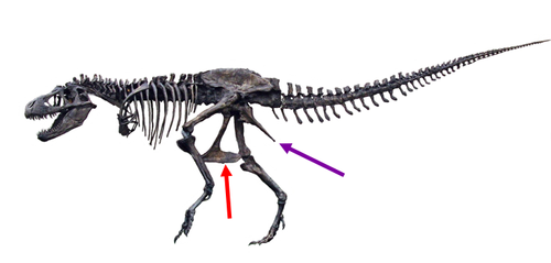 Some Questions About Dinosaur Hips — Extinct