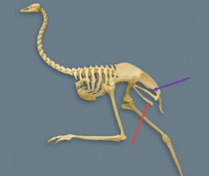 Some Questions About Dinosaur Hips — Extinct