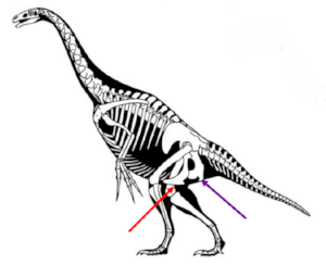 Some Questions About Dinosaur Hips — Extinct