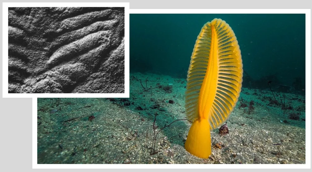 Ediacaran Enigma: Uncertainty and Underdetermination in Precambrian ...