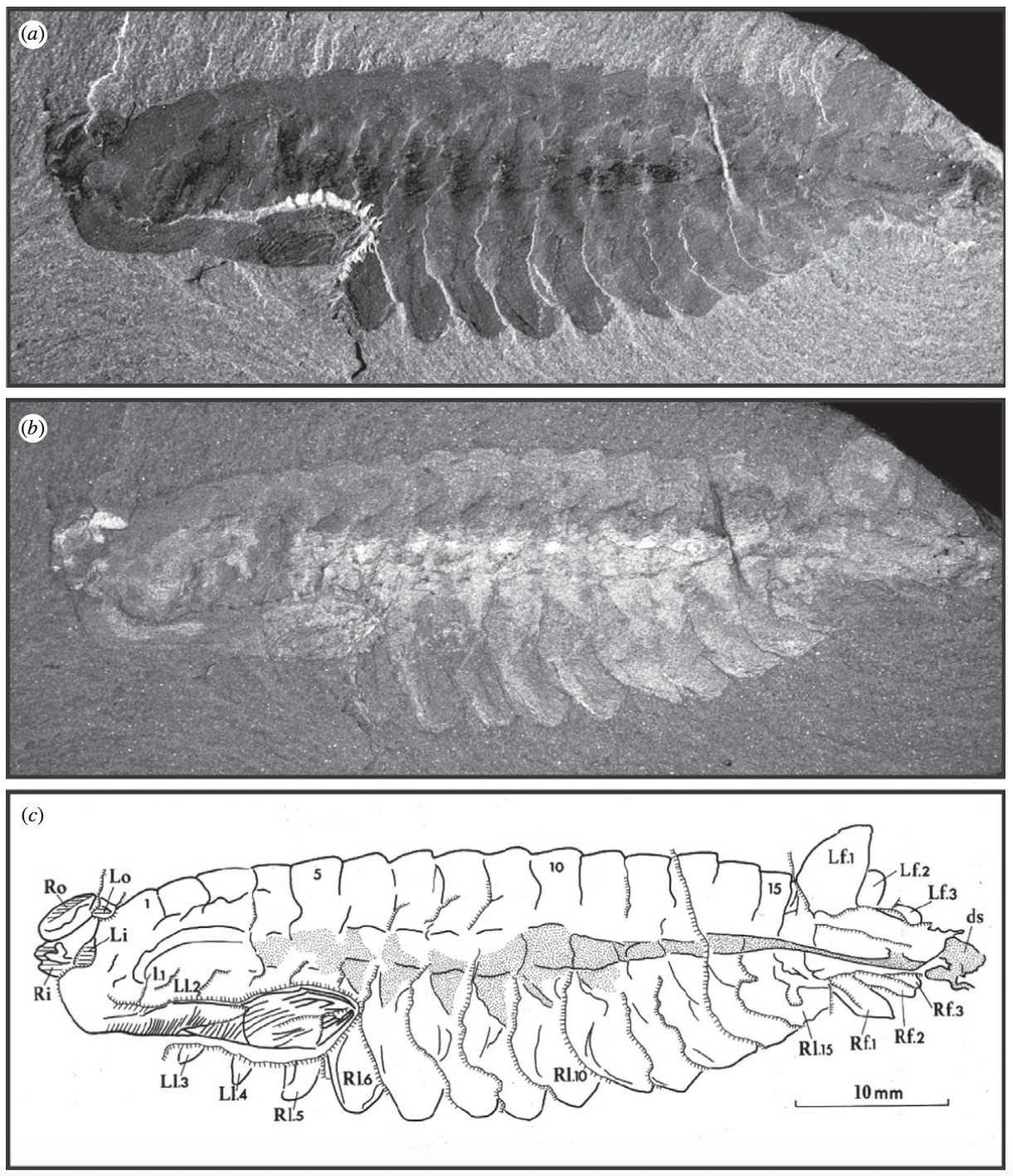 Ode to Opabinia, or Why You Don't Hear as Much About Problematic ...
