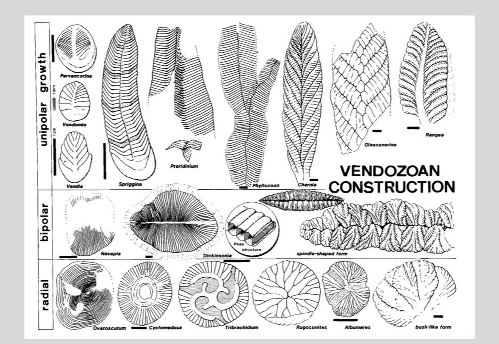 Ediacaran Enigma: Uncertainty and Underdetermination in Precambrian ...
