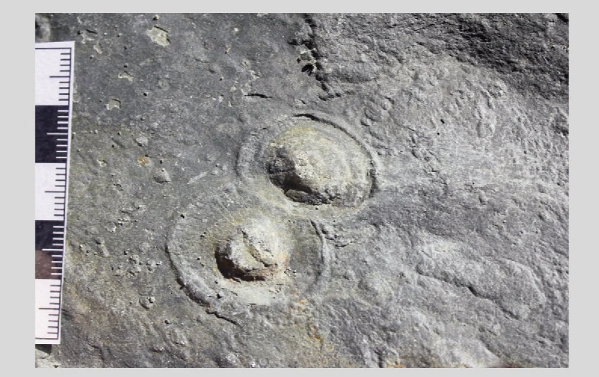 Ediacaran Enigma: Uncertainty and Underdetermination in Precambrian ...