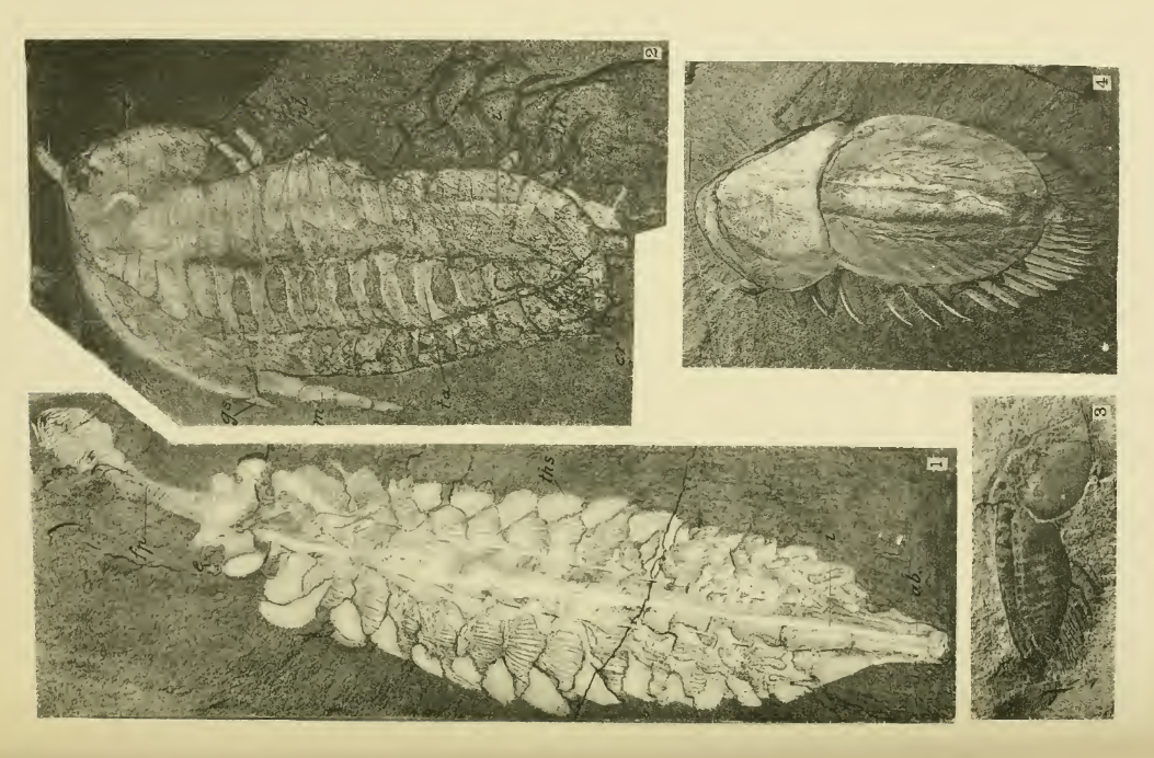 Ode to Opabinia, or Why You Don't Hear as Much About Problematic ...