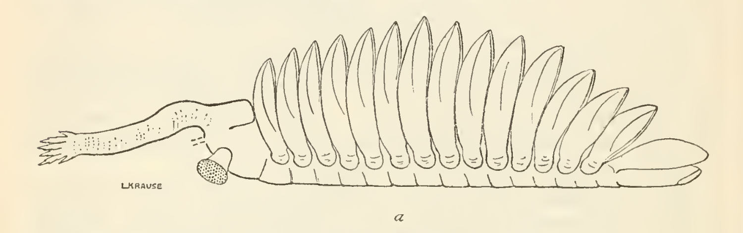 Ode to Opabinia, or Why You Don't Hear as Much About Problematic ...