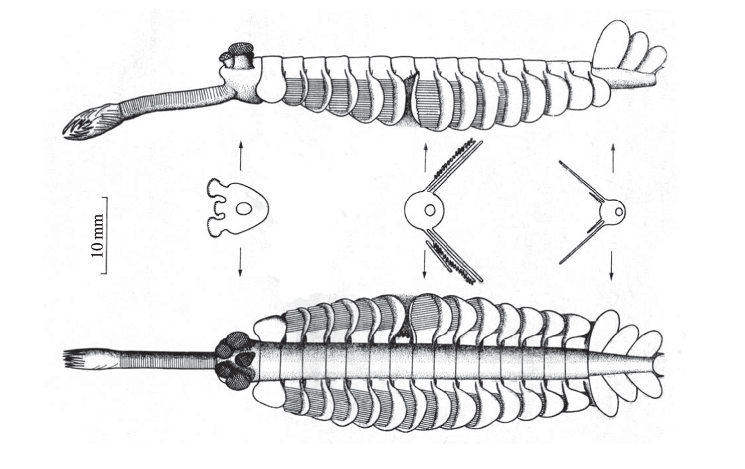 Ode to Opabinia, or Why You Don't Hear as Much About Problematic ...