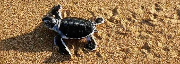 About — Turtle Holdings