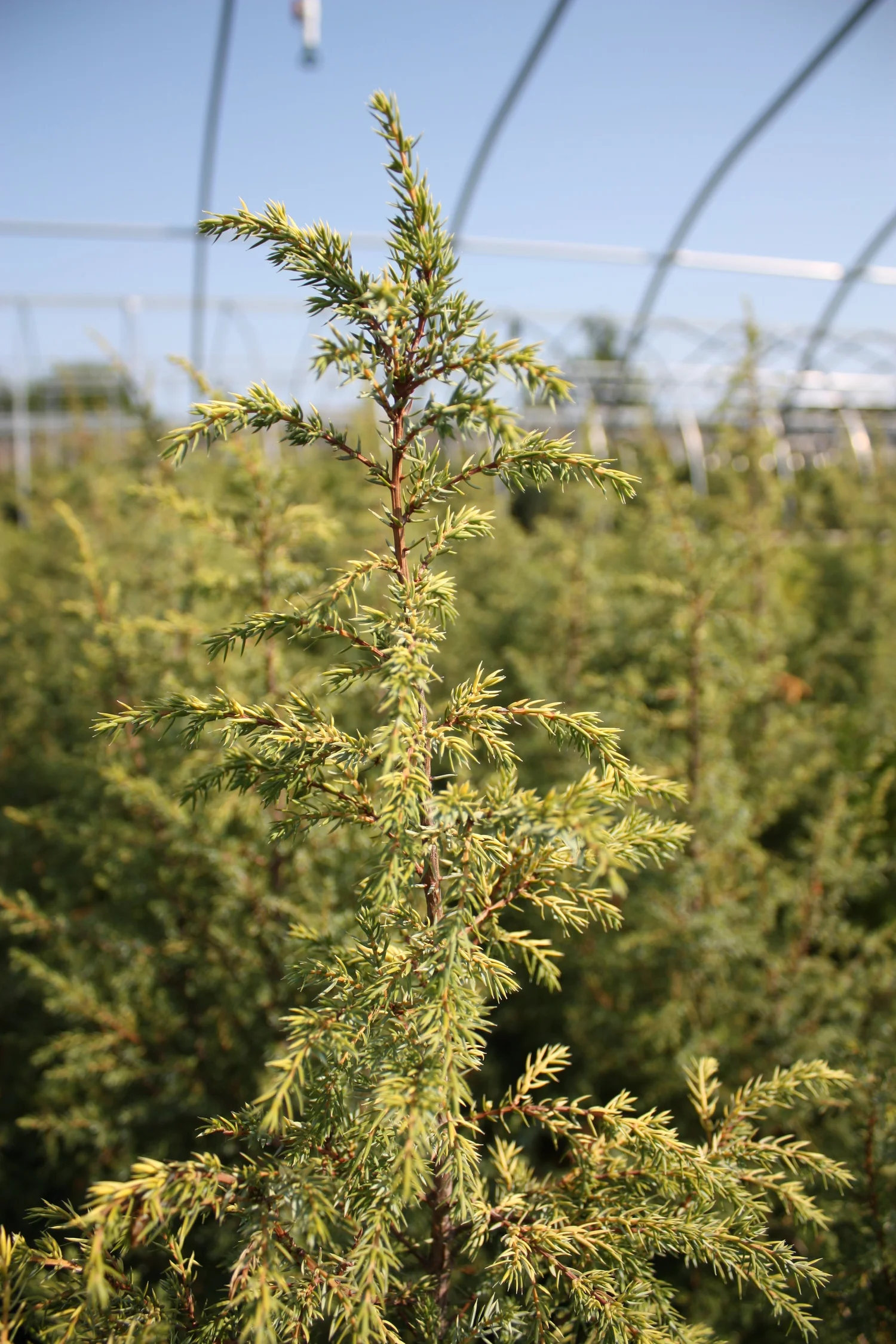 What's New — Woolverton Nursery