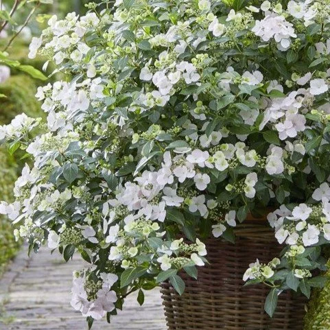 What's New — Woolverton Nursery