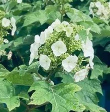 What's New — Woolverton Nursery