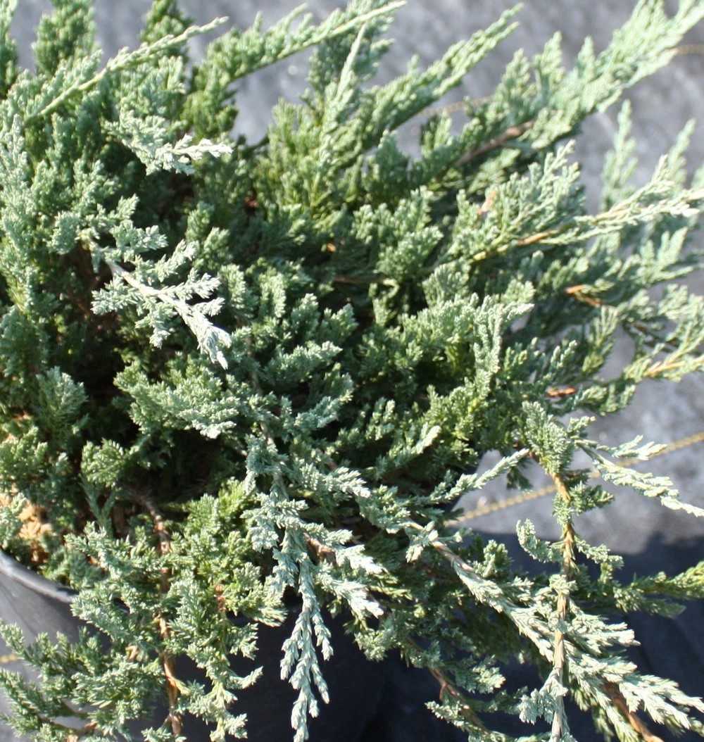 What's New — Woolverton Nursery