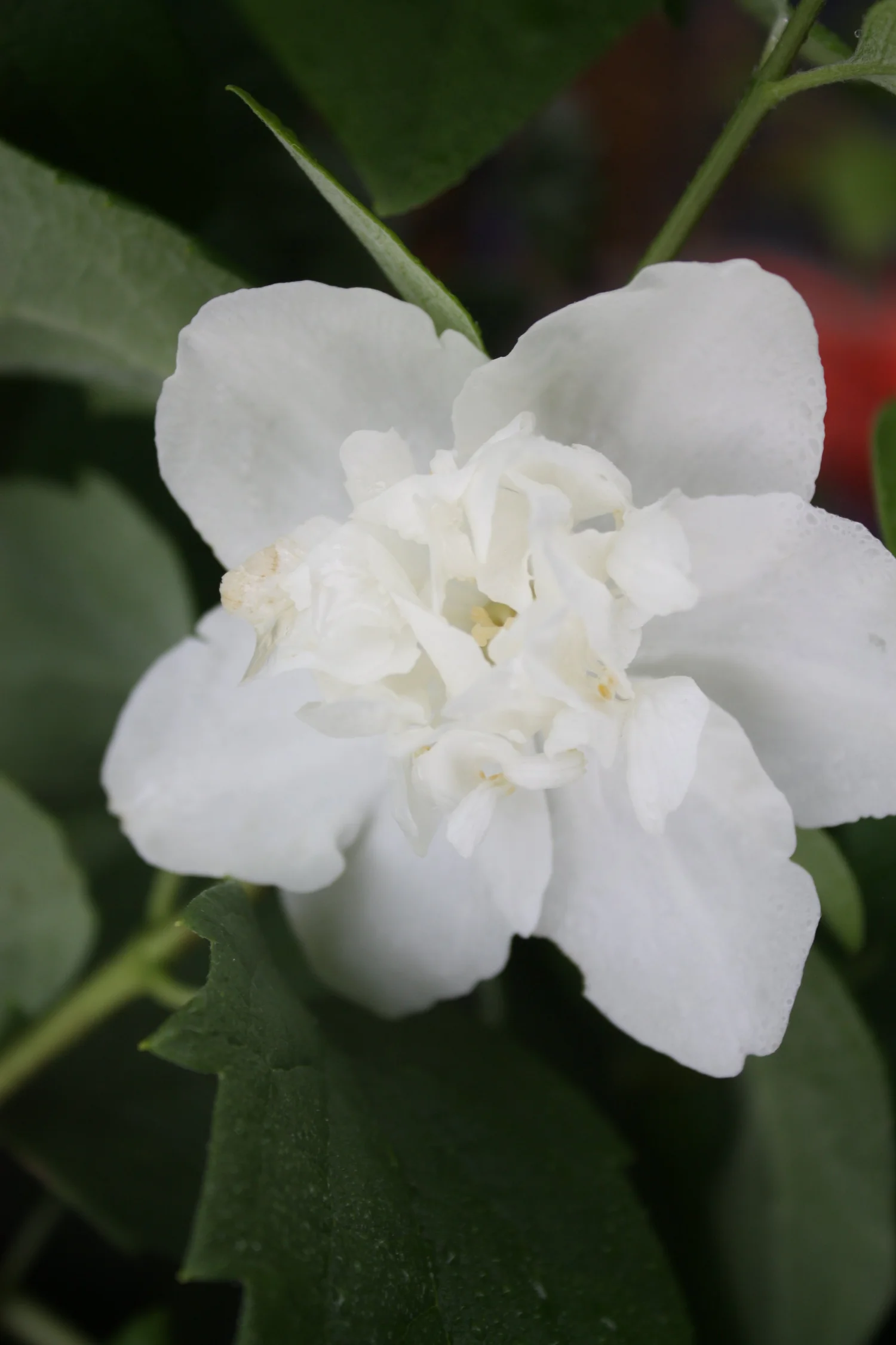 What's New — Woolverton Nursery