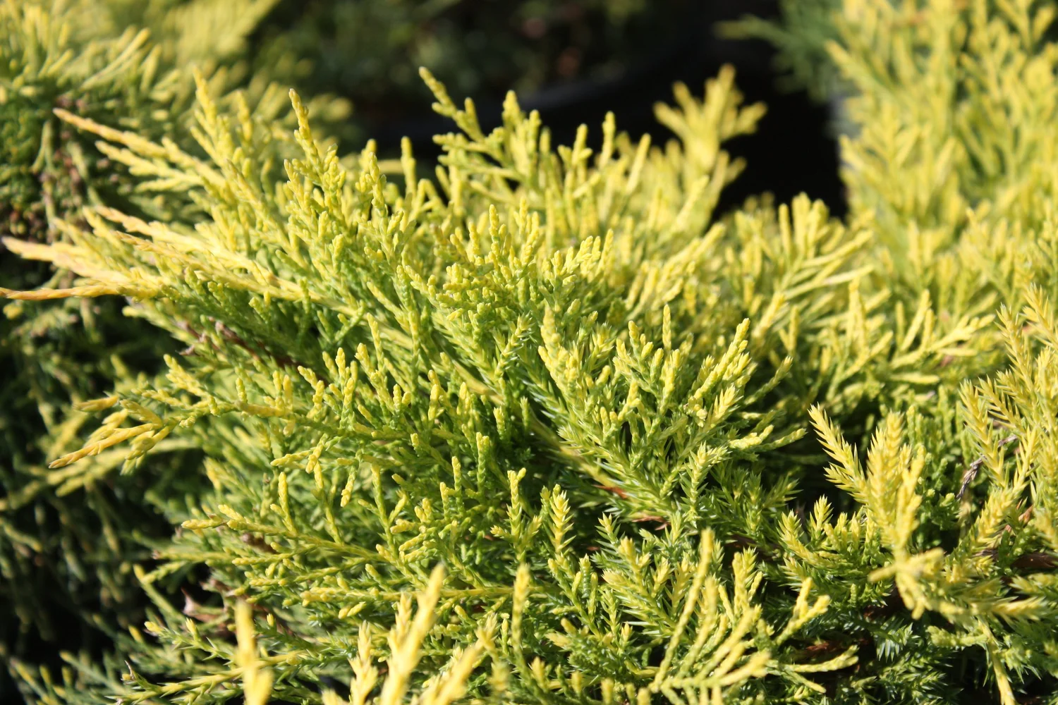 What's New — Woolverton Nursery