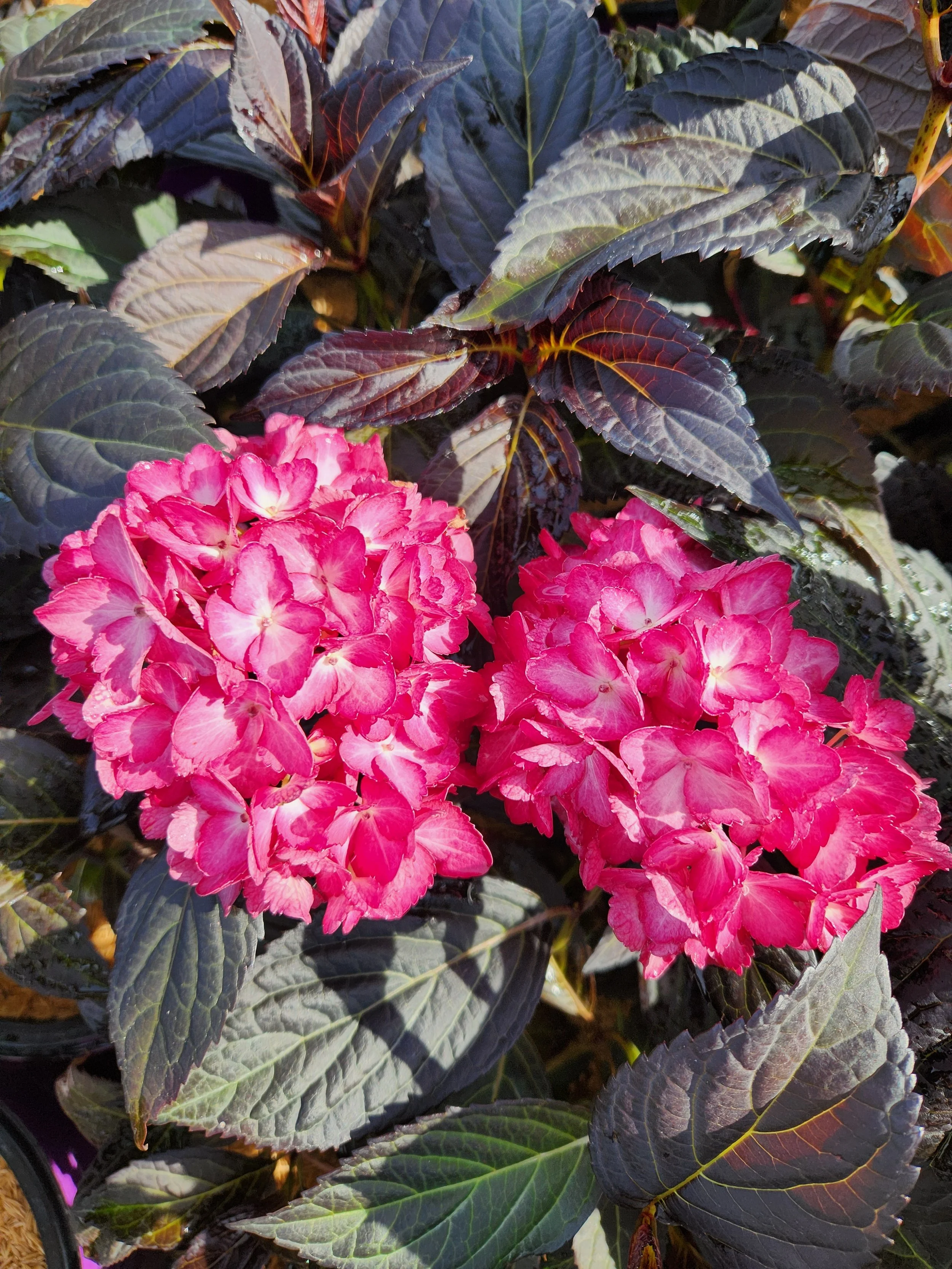 What's New — Woolverton Nursery