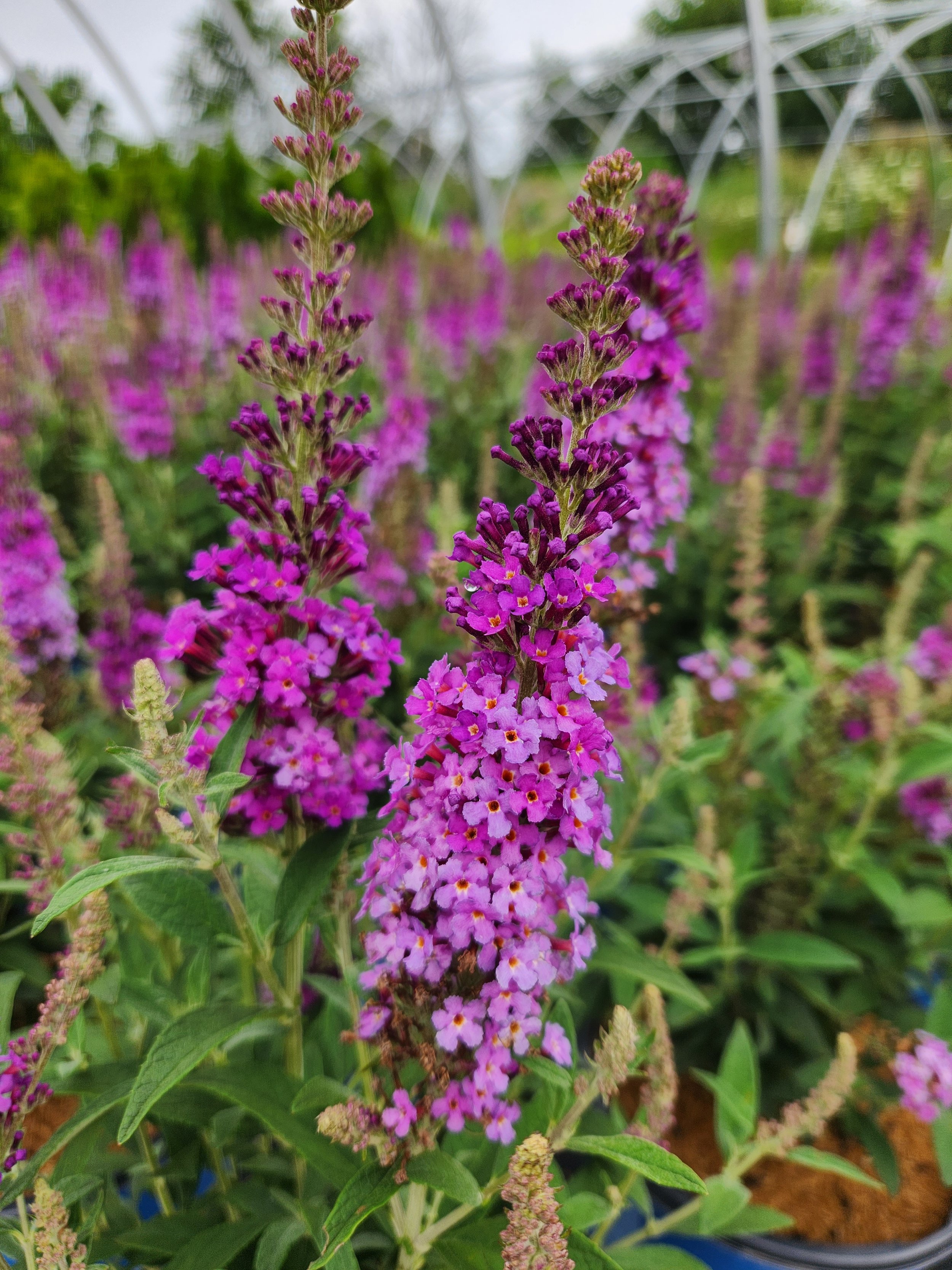 What's New — Woolverton Nursery