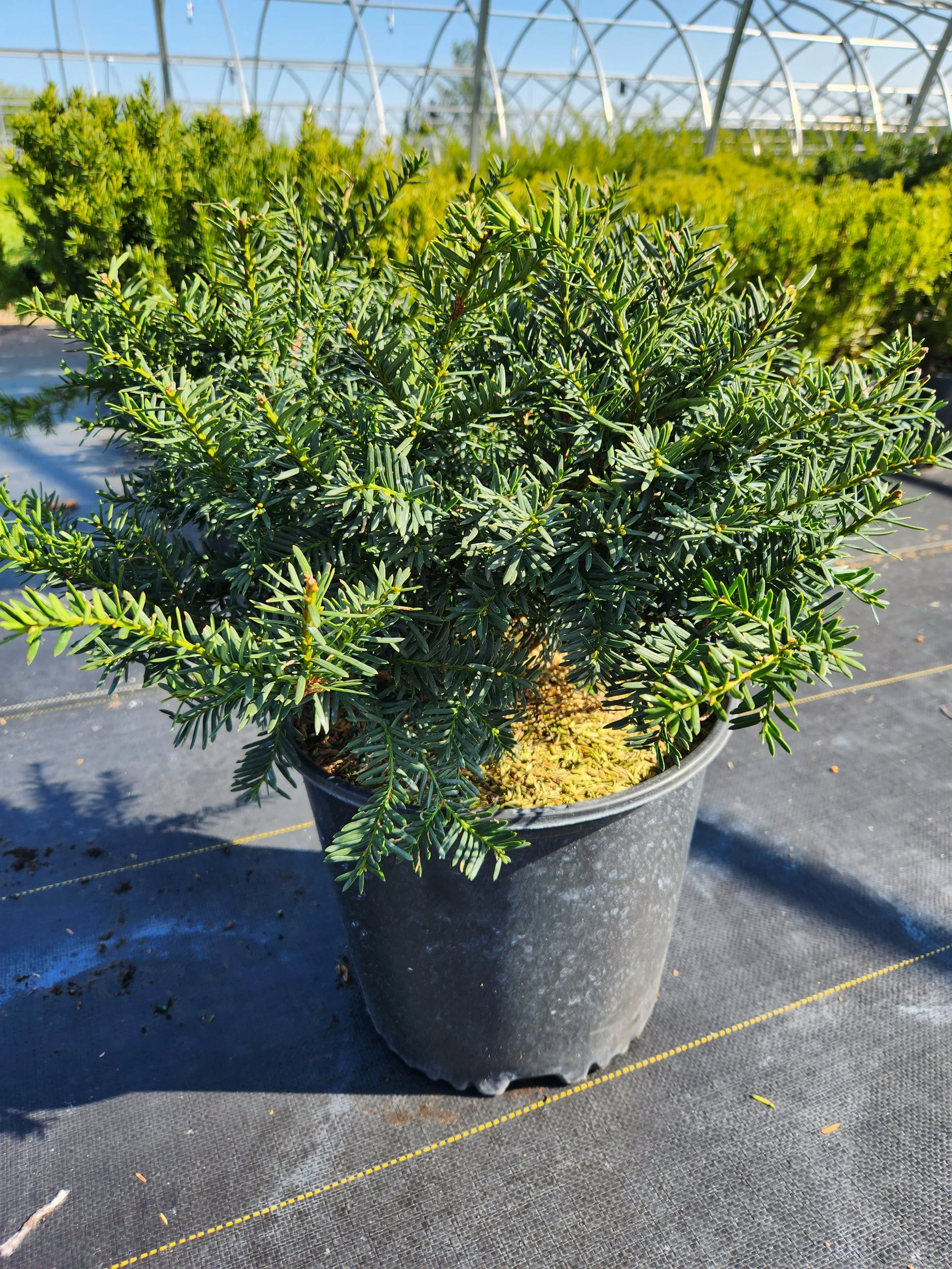 What's New — Woolverton Nursery