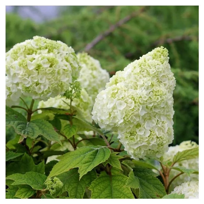 What's New — Woolverton Nursery