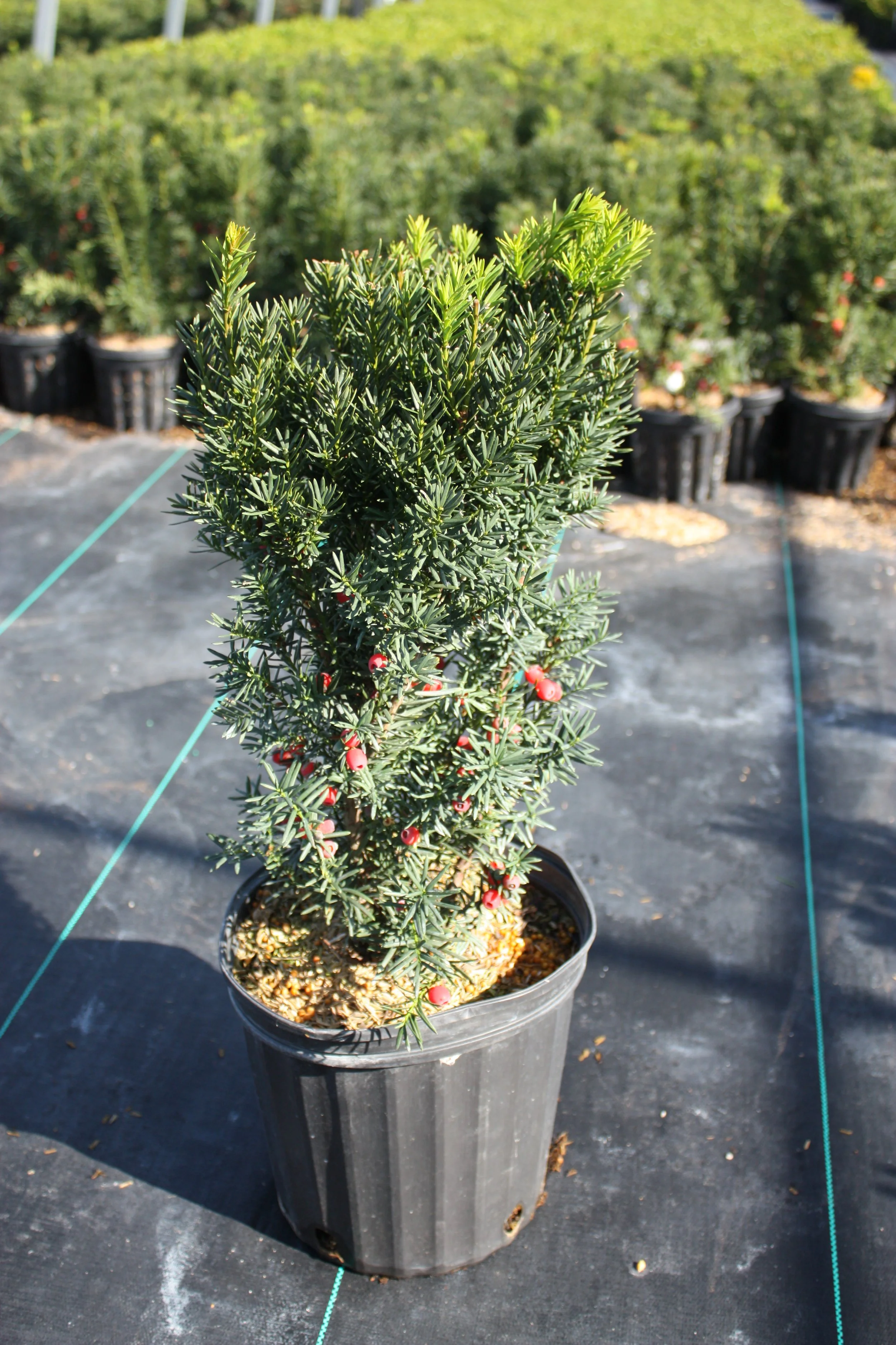 What's New — Woolverton Nursery