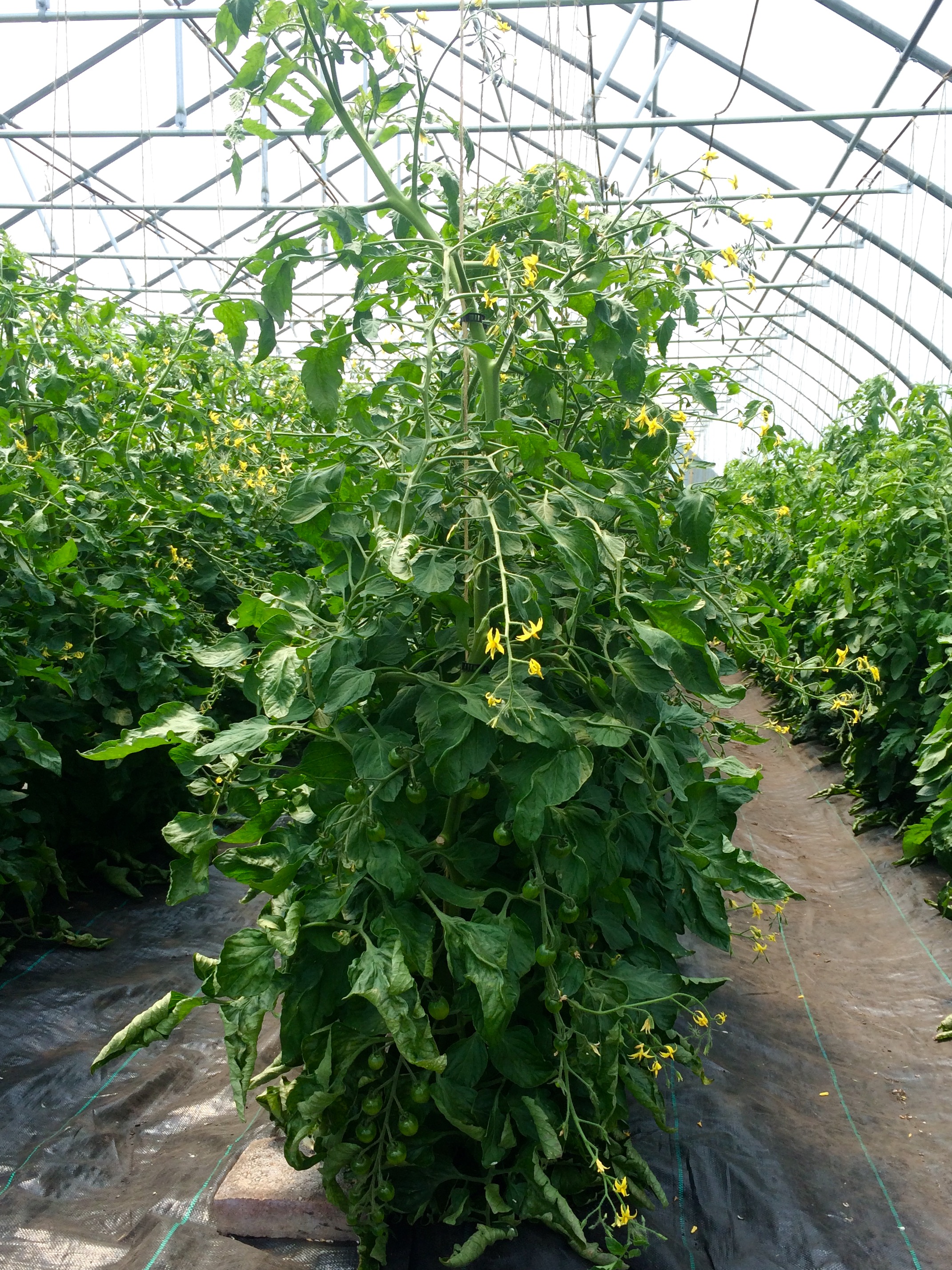 About Us — Sun Sprout farm