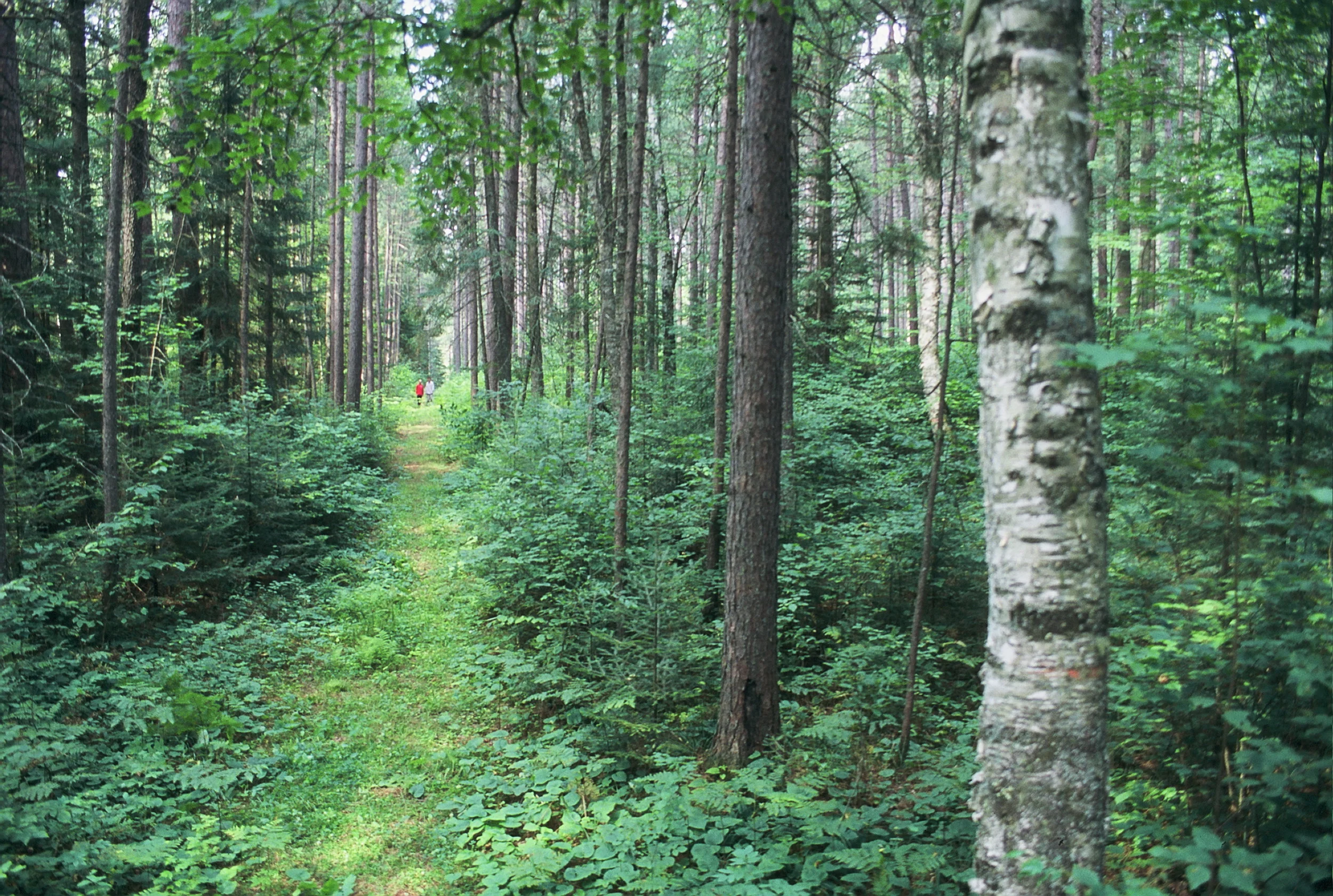 Climate Change — MN Forest Industries