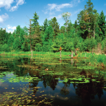 MN Forest Industries