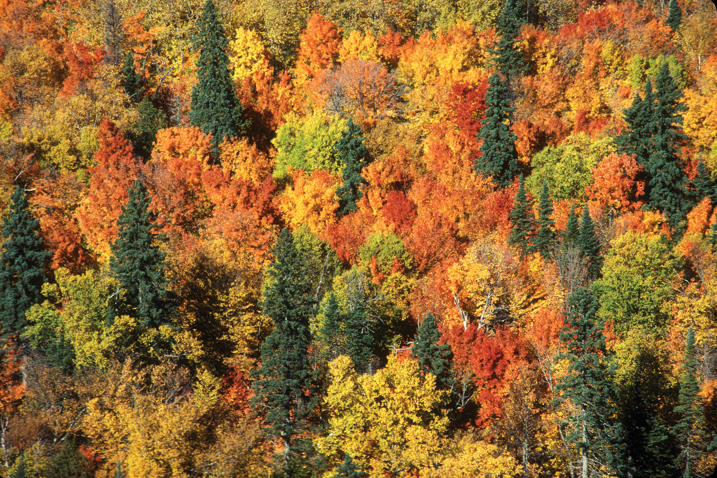 MN Forest Industries