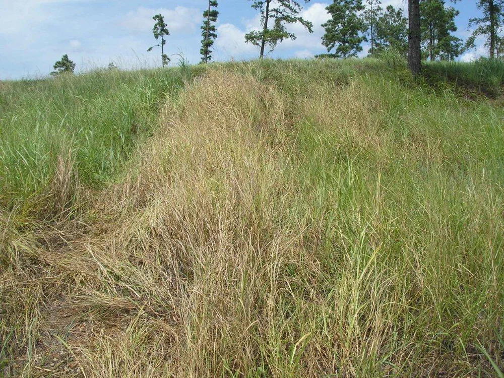 Rosco - Rope Wick Applicators