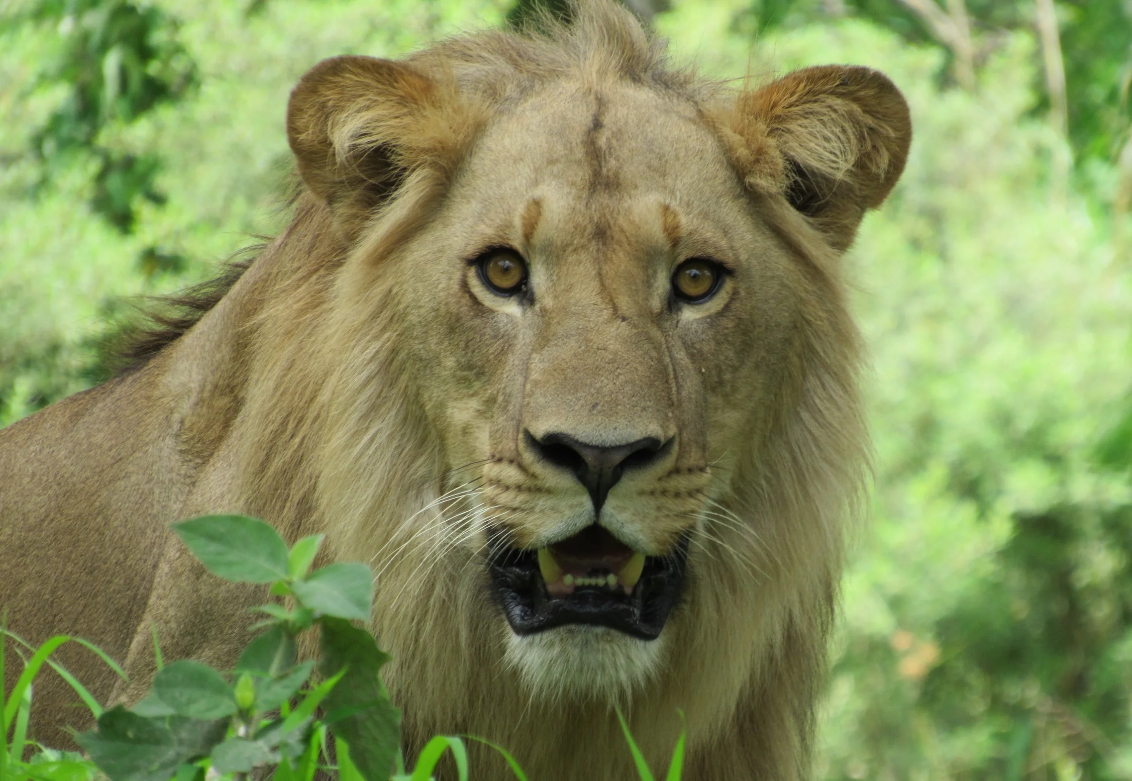 Lion Attacking People