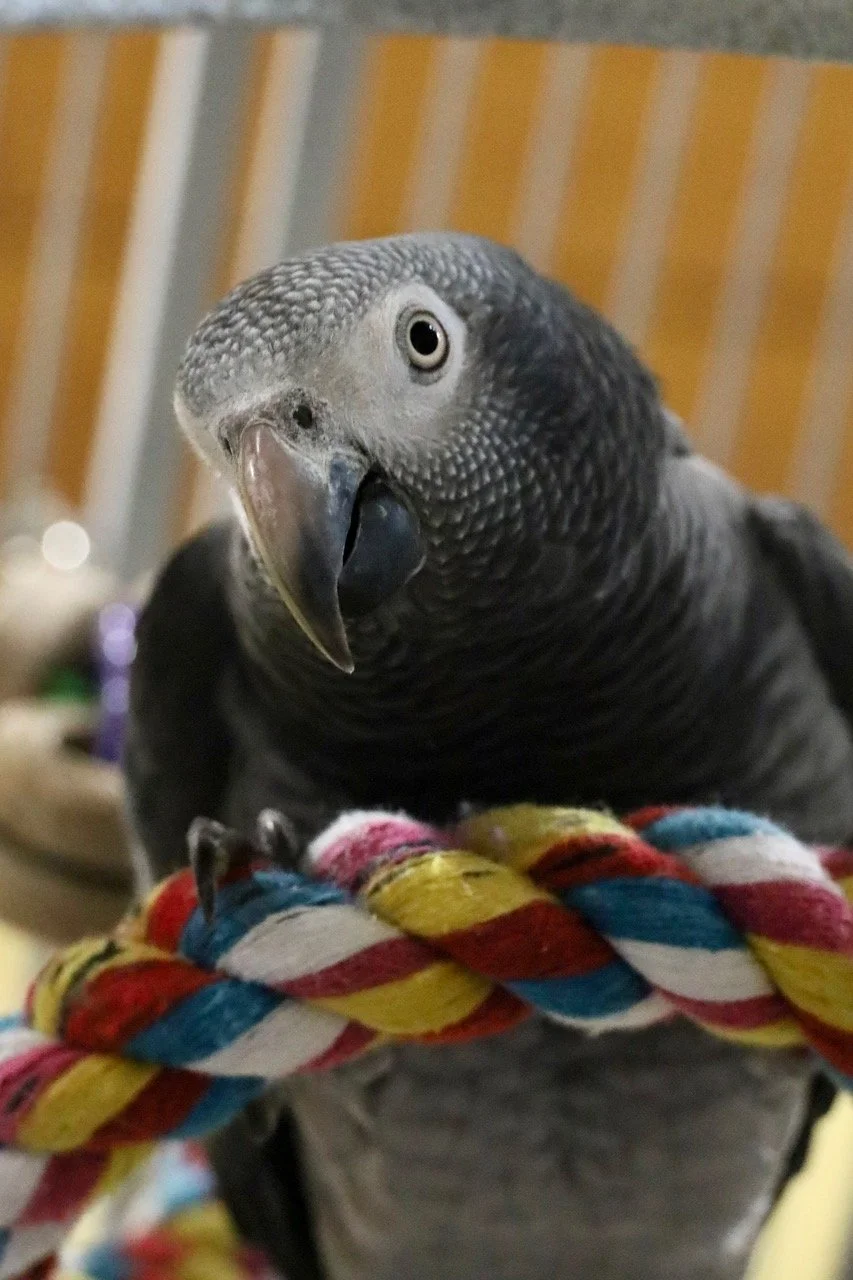 Available Birds — Foster Parrots — The New England Exotic Wildlife ...