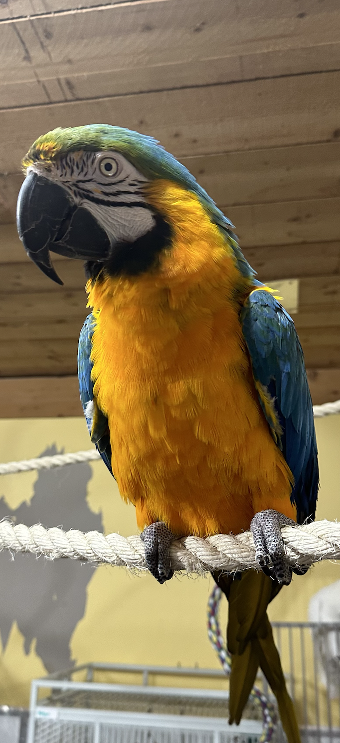 Adoptable Birds — Foster Parrots — The New England Exotic Wildlife ...
